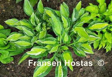 Hosta Gypsy Lemon - Fransen Hostas